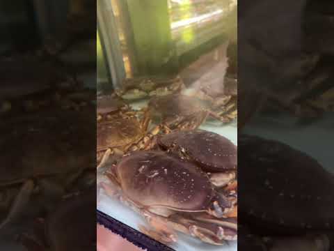 Feeling Crabby? #shorts #short