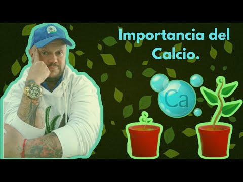 Descubre los sorprendentes beneficios del calcio en tus plantas ¡mejora tu cultivo!