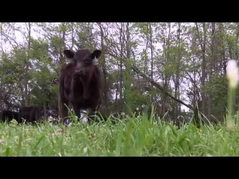 I Am Angus: David Means, Gloster, La.