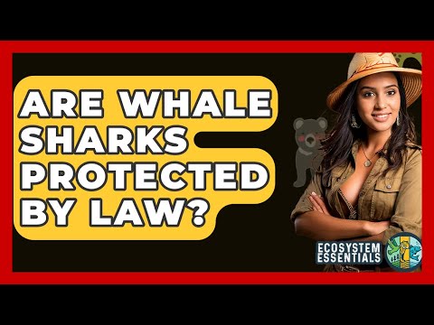 Are Whale Sharks Protected By Law? - Ecosystem Essentials