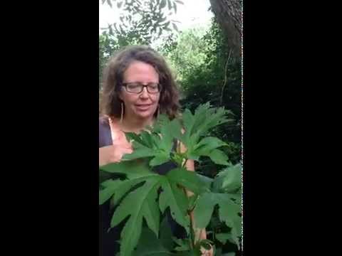Medicinal Minute: Ragweed