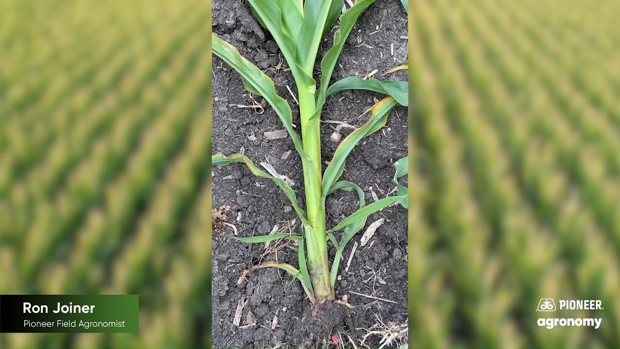 Staging Corn for a Safe Herbicide Application