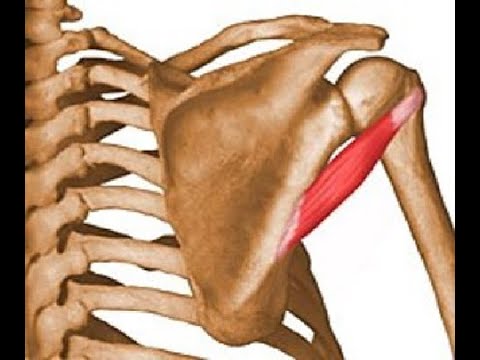Two Minutes of Anatomy: Teres Minor