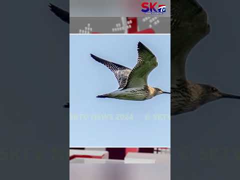 ENDANGERED MIGRATORY BIRD ‘EURASIAN CURLEW’ SPOTTED AT LAMPHELPAT