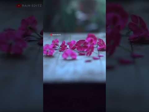 Main Phir Bhi Tumko Chahunga Status | Aesthetic Status | Mere Din Raat Salone Se | RAIN EDITZ
