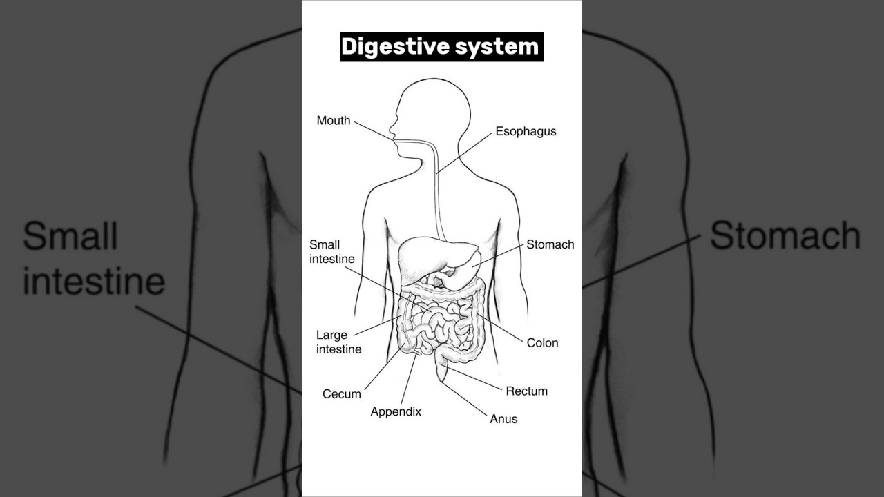 Digestive system - how to draw digestive system diagram easy #howtodraw #digestivesystem