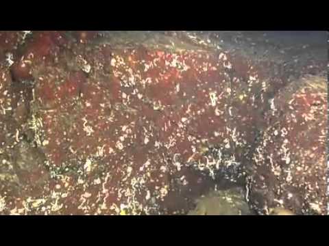 RV Falkor - Saanich Inlet Cliff Dive - Sept 7