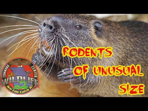 1.24 Must See Excerpt from the documentary "Rodents of Unusual Size"