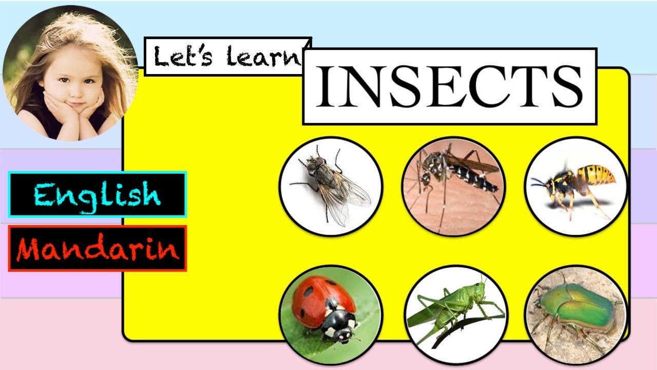 INSECTS Flash Cards in English and CHINESE Mandarin - 英文加中文双语言昆虫抽认卡
