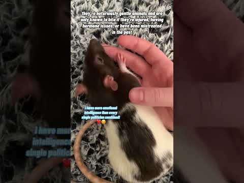 Are Pet Rats Aggressive?