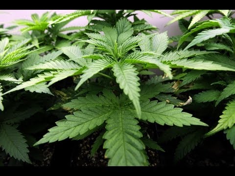 Washington D.C. becomes latest jurisdiction to decriminalize pot