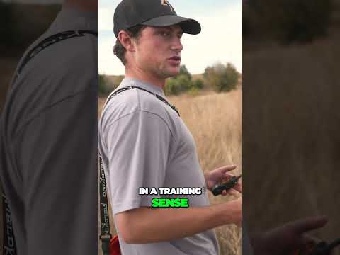 Training a Pointer Dog for Upland Hunting!