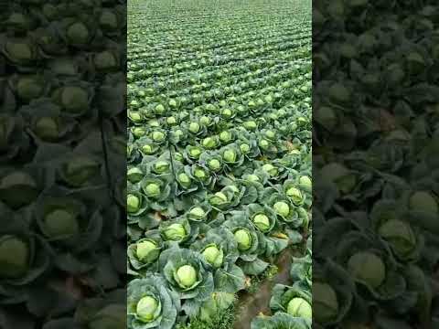 Beautiful Cabbage Farm Vegetables Satisfying video #satisfying #short #agriculture