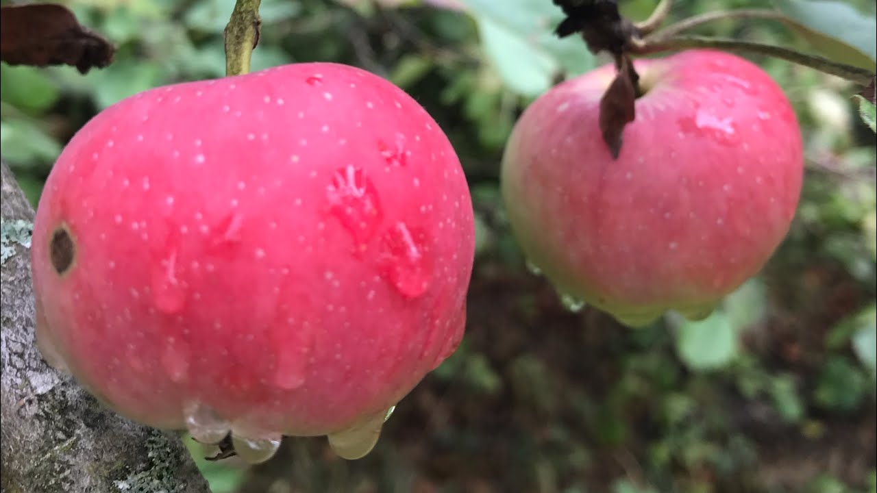 PICKING SOME  WILD APPLES  ||INDAY IN GERMANY