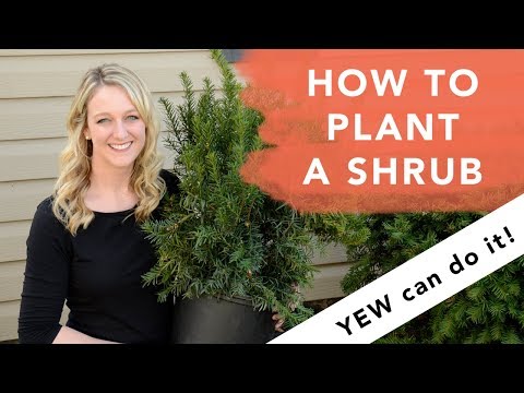 How to plant a shrub // Yew can do it!