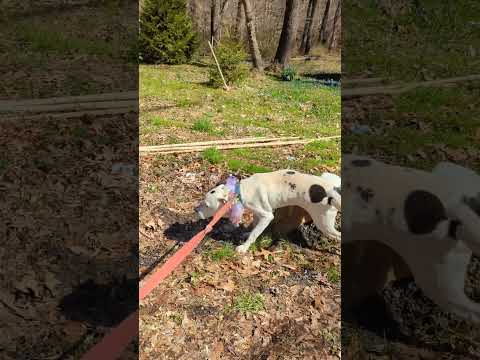 Adoptable Petey 3-24-24 (1)