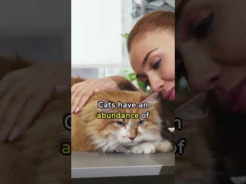Fun Facts How Cats See in the Dark ๐๐ฑ#cat #shorts #catlover #funnycats