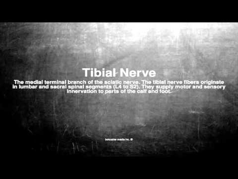 Medical vocabulary: What does Tibial Nerve mean