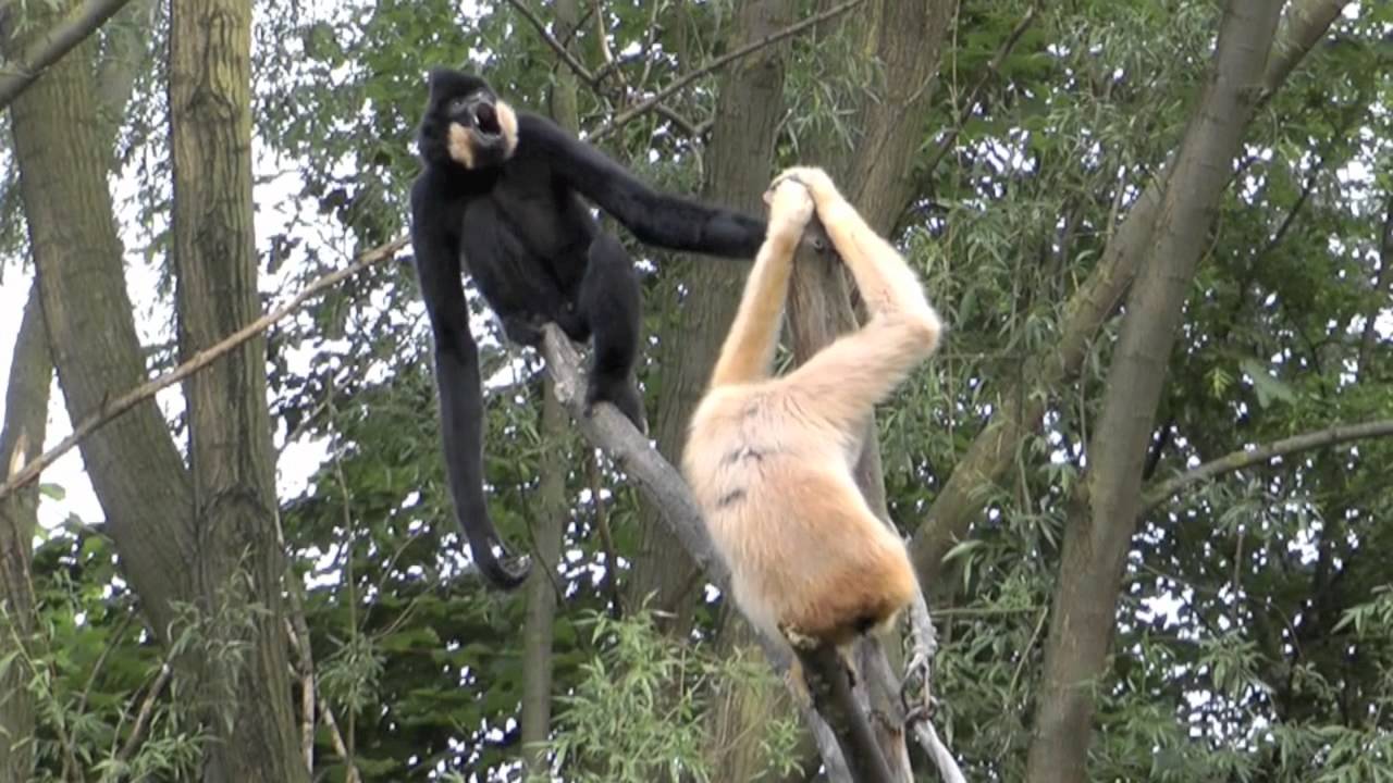 Gibbons sing