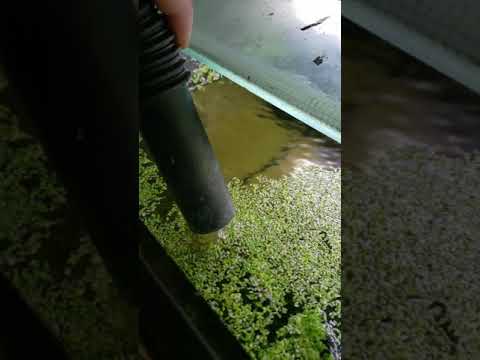 Duckweed experiments - Page 2 - Photos, Videos & Journals - C.A.R.E.