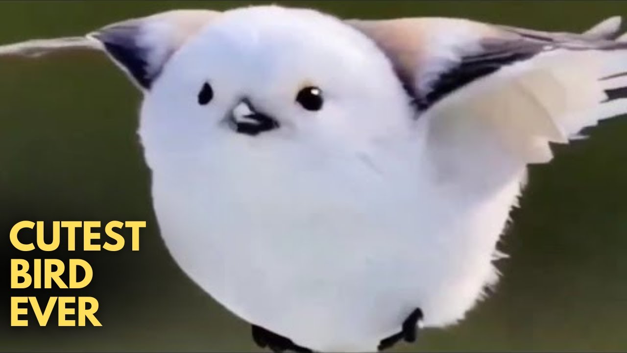 The Most Cute Bird In Japan - Shima Enaga