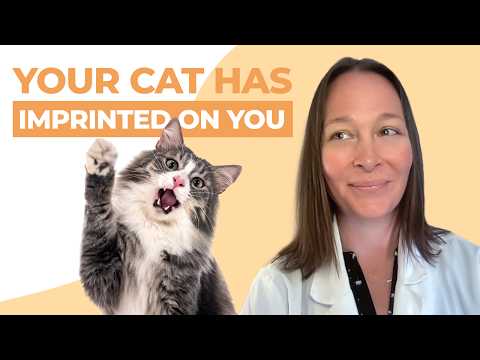 The 10 Signs Your Cat Has Imprinted On You