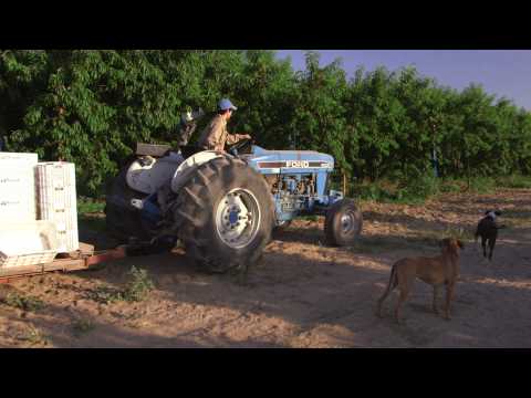 The Perfect Peach Cookbook Trailer
