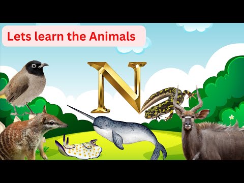 Learn the Animal- letter N