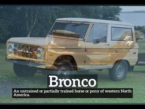 How Does Bronco Look? | How to Say Bronco in English? | What is Bronco?