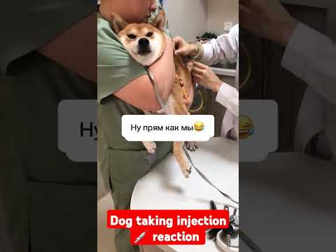 How dog react while giving injection # #funny #memes #comedyfails #funnyvideo #dog
