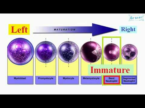 left shift (English) - Medical terminology for medical students -