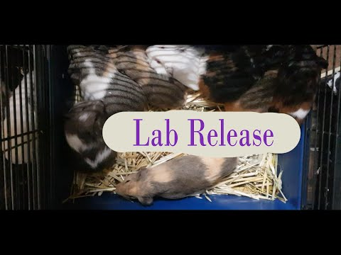 Rescue lab piggies and grasstime and how we help them transition