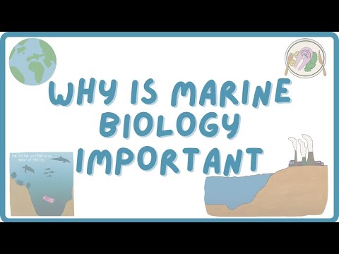 Why is Marine Biology Important? | Explore Marine Biology