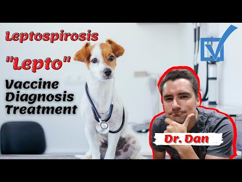 Leptospirosis in the dog. Lepto vaccine, symptoms of the disease, and treatment.