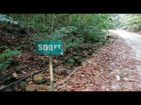 Kubah National Park | See More of the Borneo Rainforest | Sarawak 砂拉越 | Malaysia 马来西亚