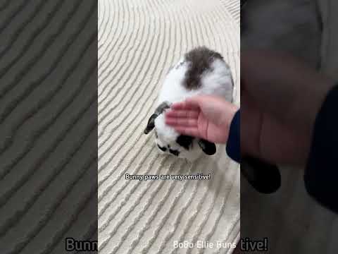 How to call a bunny over 🐰