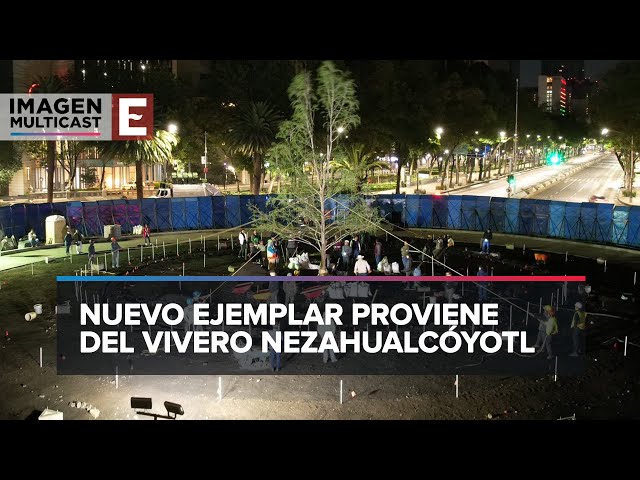 Ataque contra ahuehuete de Reforma sería premeditado