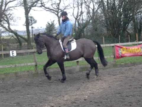 SNV80680.AVI Shadow 15hh WHP/DRESSAGE