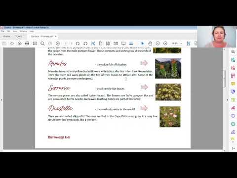 Protea Lesson