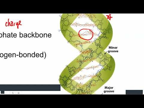 4375 - Summer 2025 - Nucleic Acids LO2