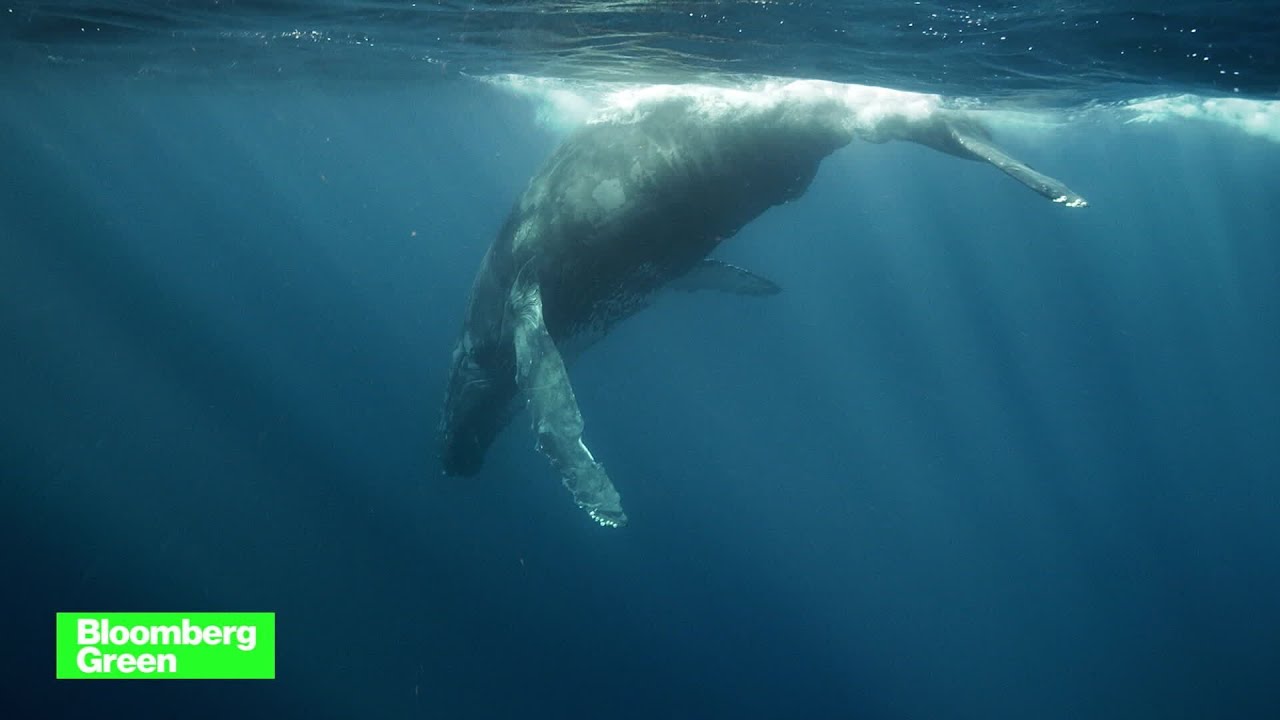 How AI Is Being Used to Save the Whales