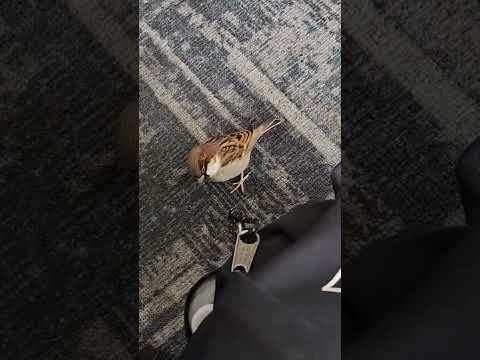 A bird inside cvg airport