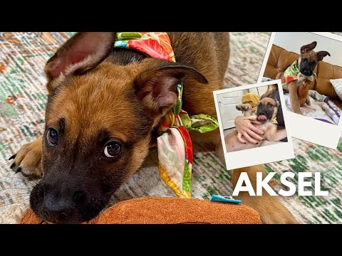 Dog for adoption - Aksel Rosenberg Cuddly Mini Mal, a Belgian Shepherd ...