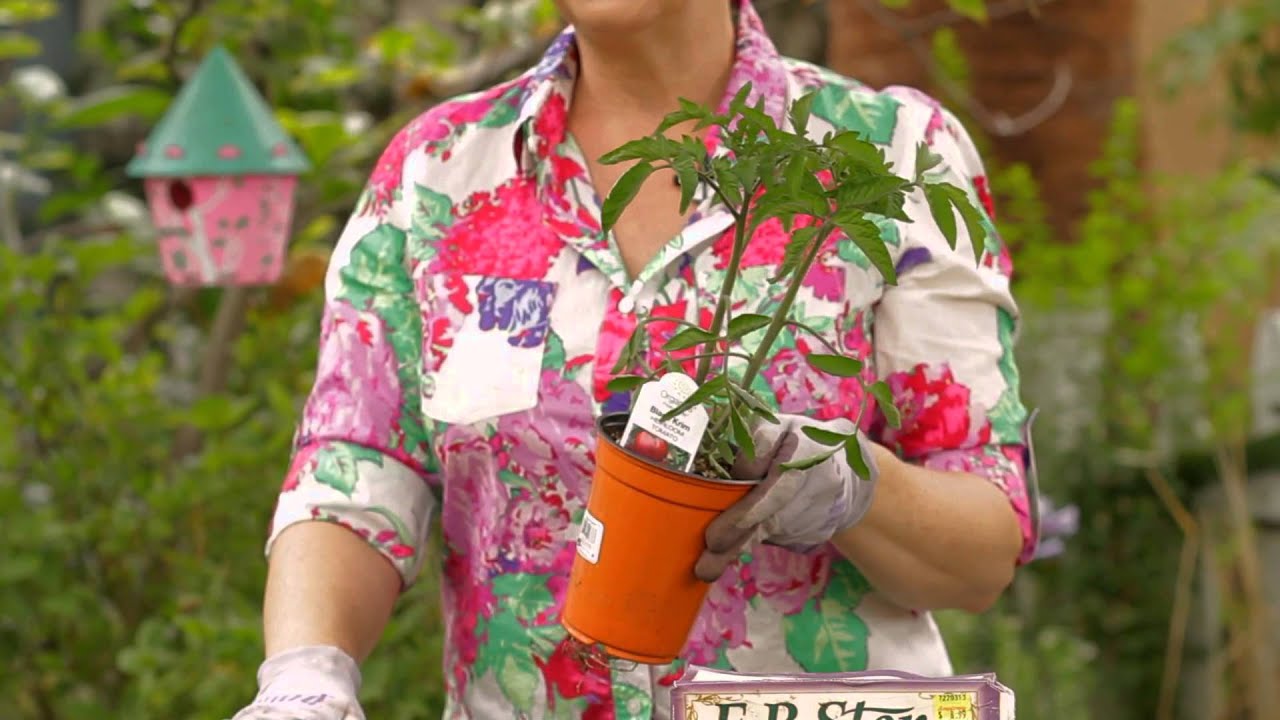 How to Plant Black Krim Tomatoes : Garden Space