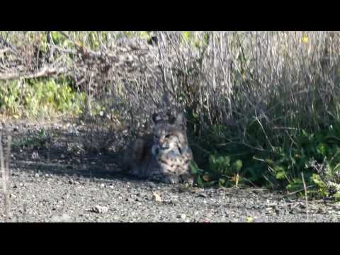 Bobcat