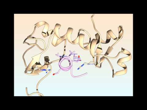 In silico mechanistic analysis of IRF3 inactivation and high-risk HPV E6 species-dependent drug...