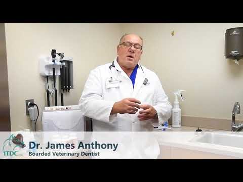 Identify common canine dental health problems with Dr. Anthony