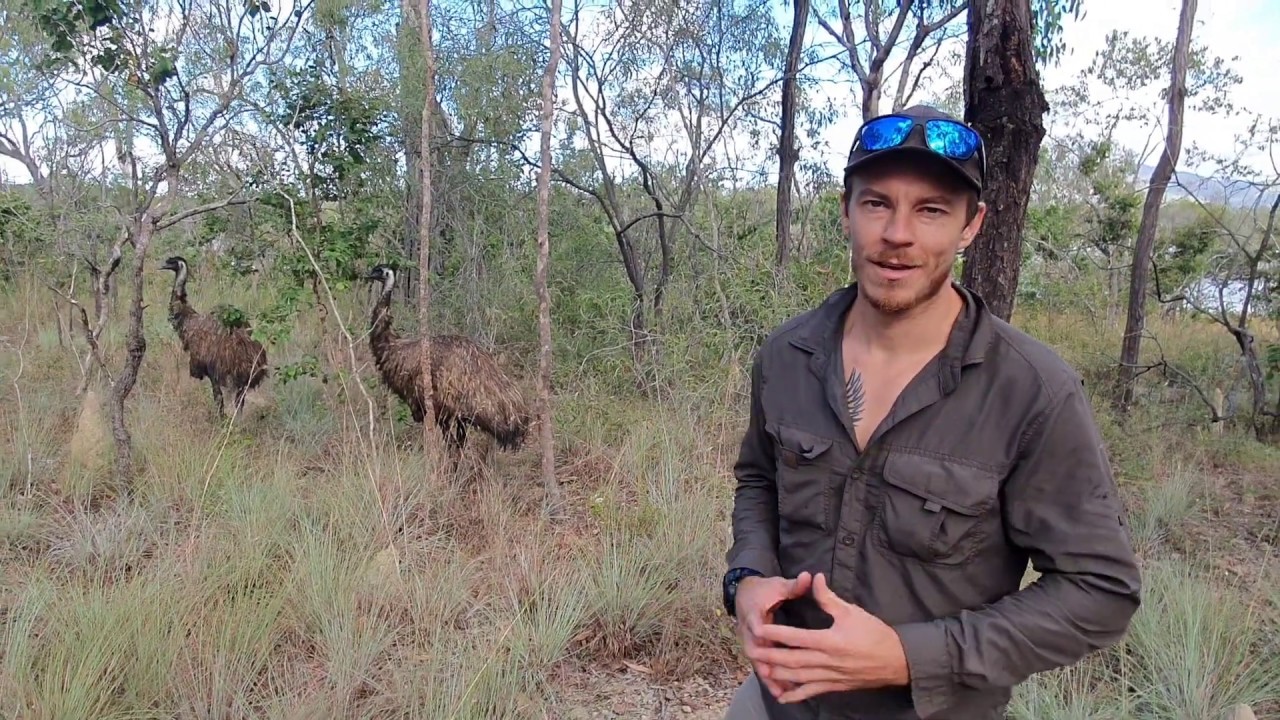 Wild Australian Emu's in North Queensland