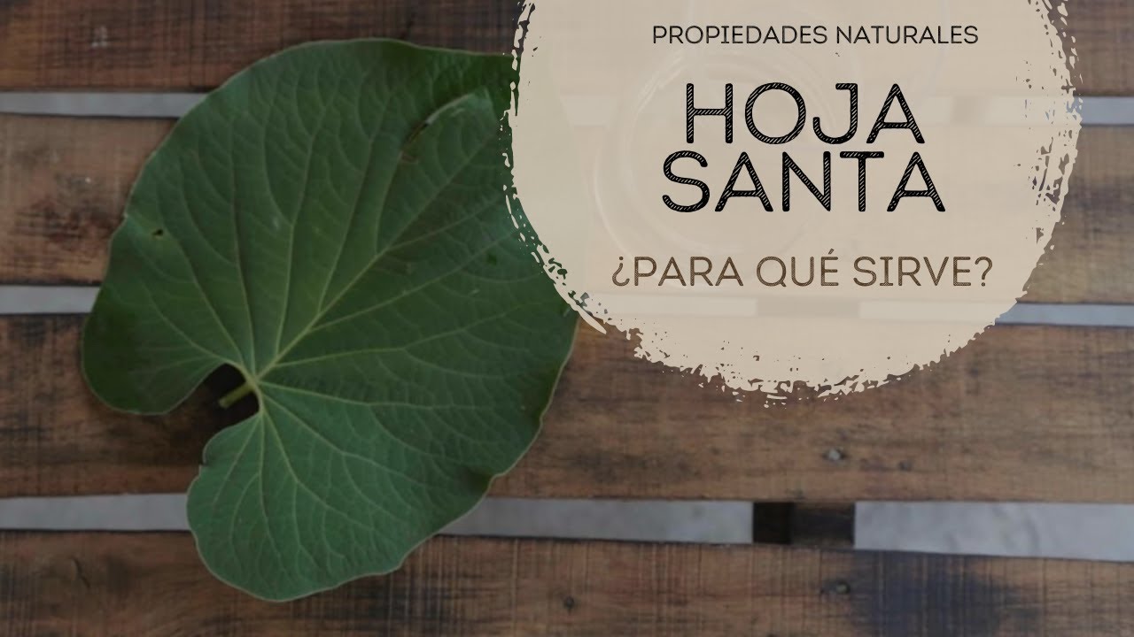 Hoja Santa: una planta con muchos nombres y muchos beneficios | Plantas