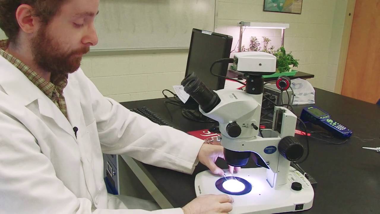 How to use the dissecting microscope